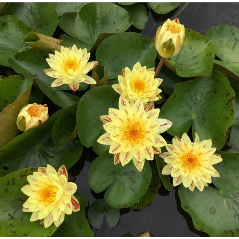 Water lily Nymphaea 'Paranee' #Real# Plants 帕拉米 | Shopee Malaysia