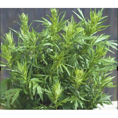 dried Wild Tibetan Mugwort for Ancient purification smudge Kang Ba ...