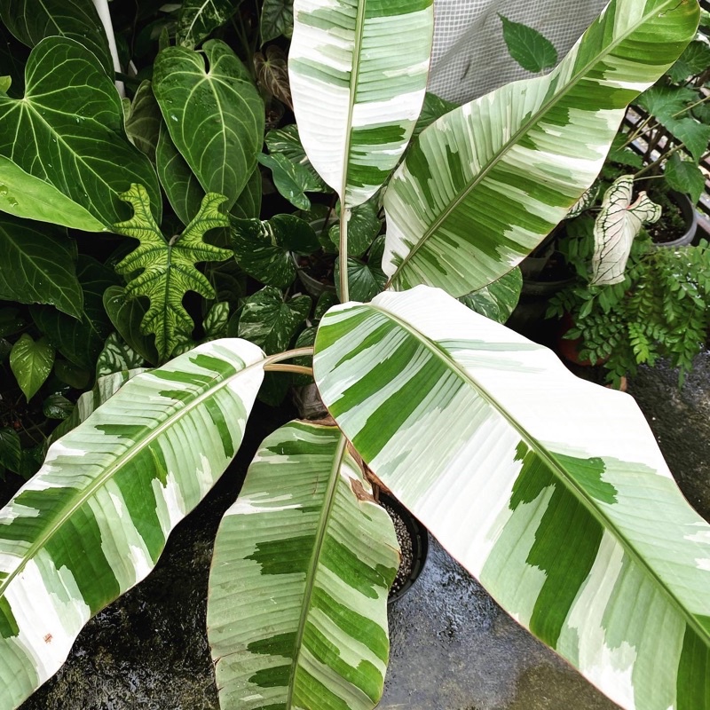 Variegated Banana | Musa Florida Variegated | Shopee Malaysia
