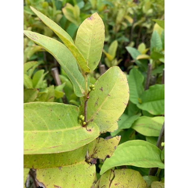 pokok jambu bertih merah & putih / pokok hybrids cepat berbuah | Shopee ...