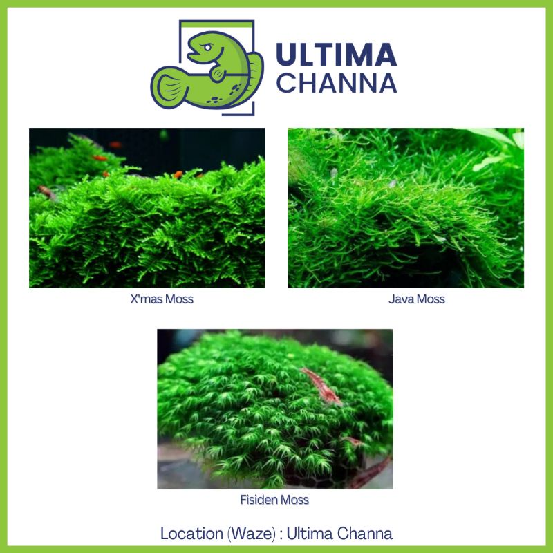 Aquatic Live Plant - Java Moss / Fissiden (Phoenix Moss) / Xmas Moss ...