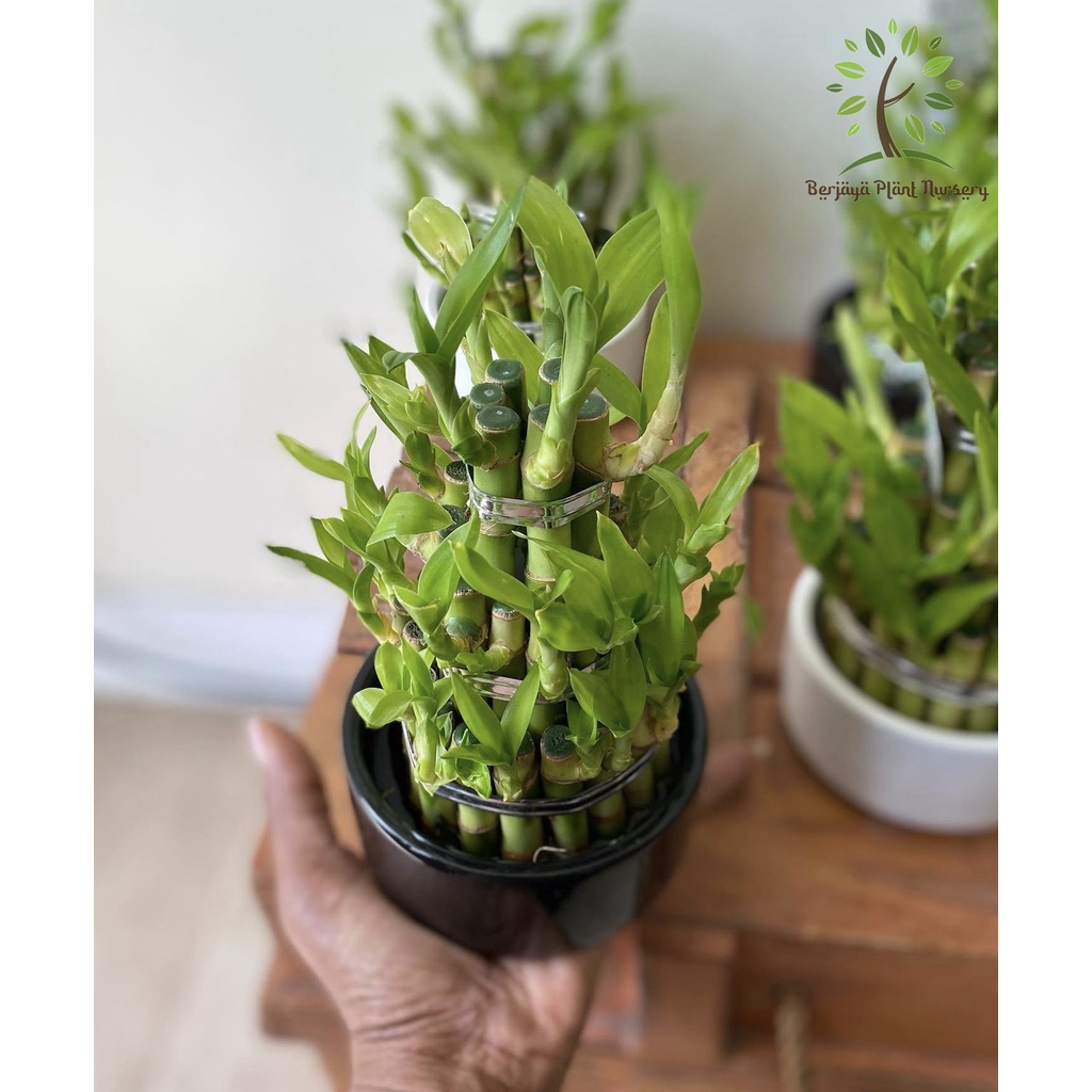 Berjaya Plant Nursery - Lucky Bamboo/富贵竹/莲花竹/观音竹(Pokok Bunga Hidup ...