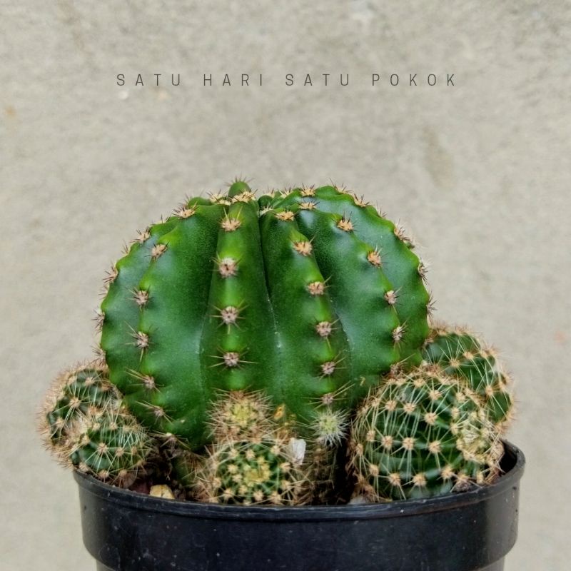 Echinopsis Sp Cactus | Shopee Malaysia