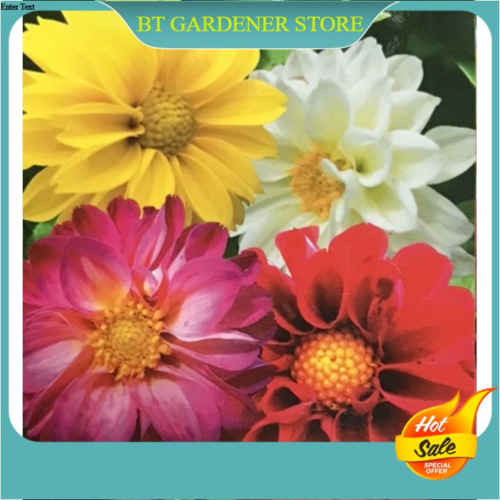 20 Pcs Dahlia seeds biji bunga benih Lili Mini Ready Stock Sarawak ...