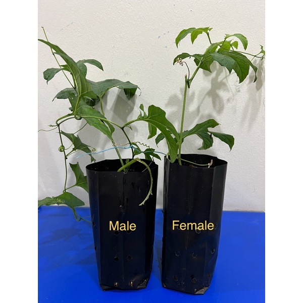 Gac plant (Pokok Gac) Vietnam breed SUPER BIG fruit size | Shopee Malaysia