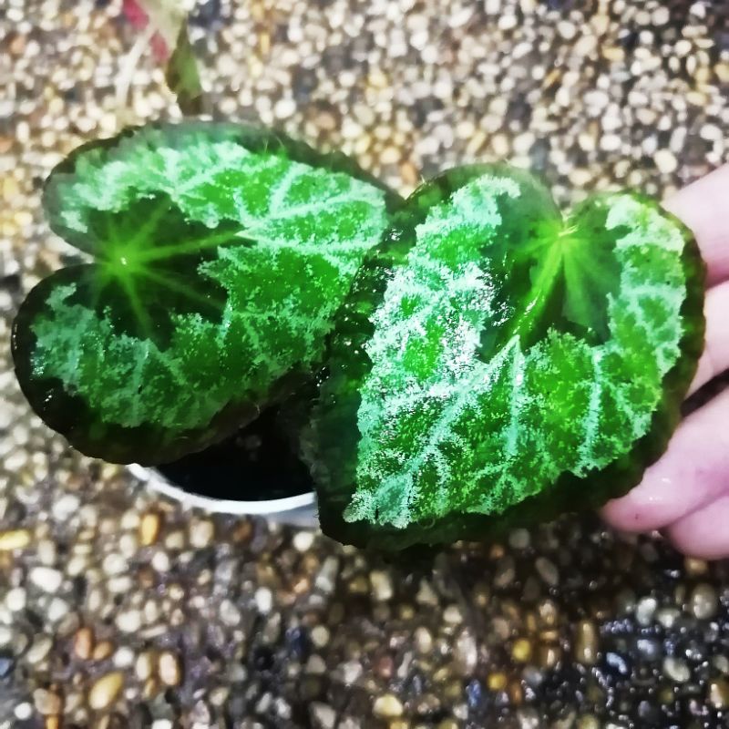 Begonia longciliata / Asam Batu/ 秋海棠 | Shopee Malaysia