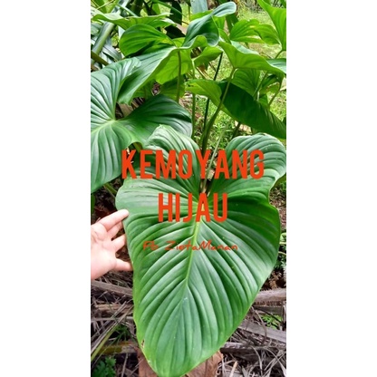 POKOK KELADI KEMOYANG HIJAU | Shopee Malaysia