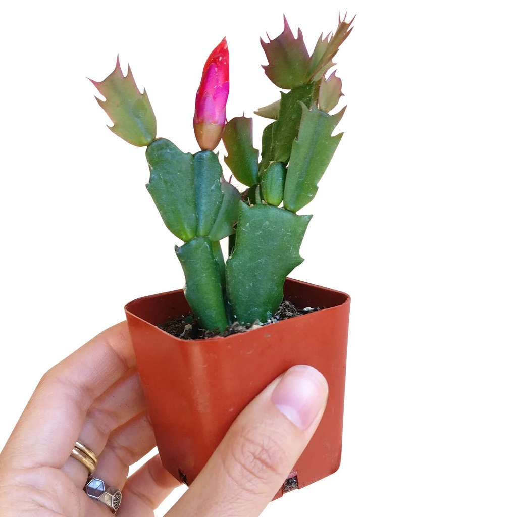 Crab Cactus Schlumbergera Truncata Christmas Cactus real live plant 蟹爪兰 ...