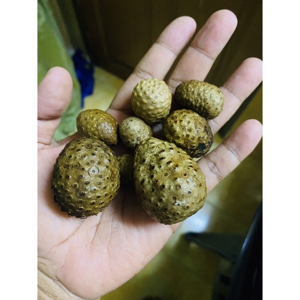 UBI TUM (KENTANG ANGIN) | Shopee Malaysia