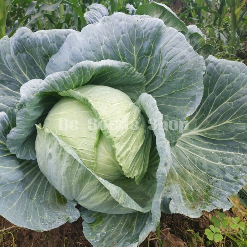 Benih Kubis Beijing 20pcs/Cabbage Seed/北京包菜籽 | Shopee Malaysia