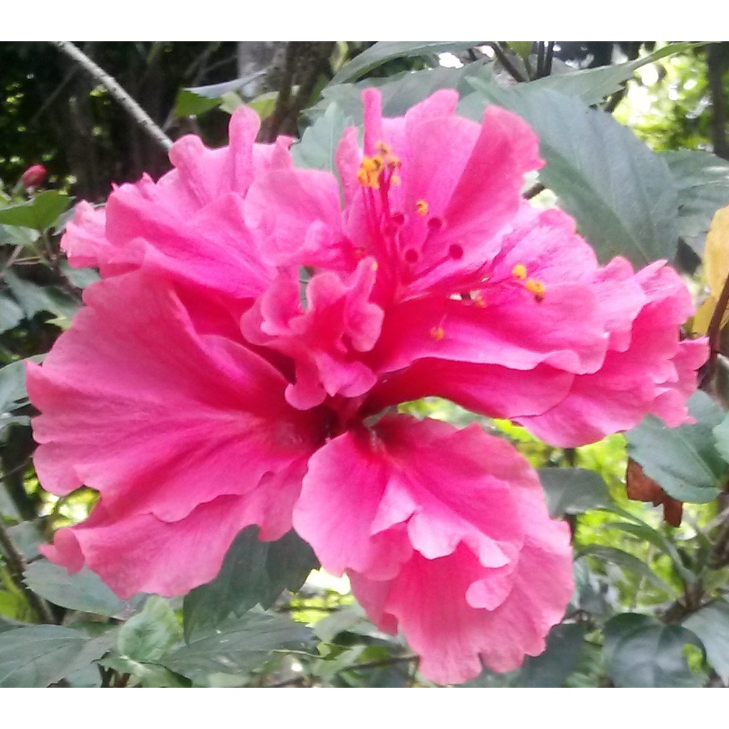 MKT - Tropical hibiscus double pink plant sapling/ Anak Pokok Bunga ...