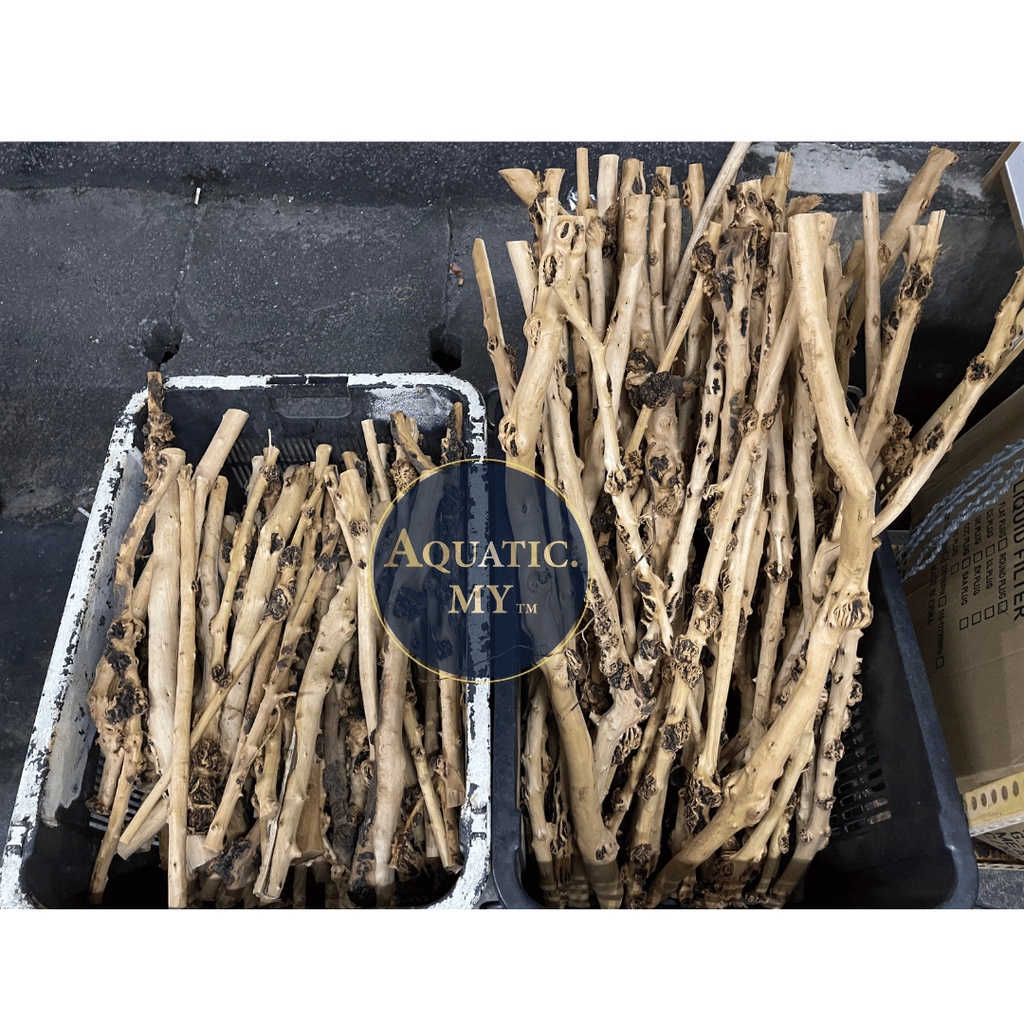 Aquascape Forest Jungle Style Driftwood (1pc) Terrarium Vivarium ...