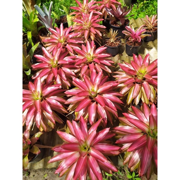 Neoregelia Piccolo / Neo. Piccolo Bromeliad Sarawak 积水凤梨花 | Shopee Malaysia