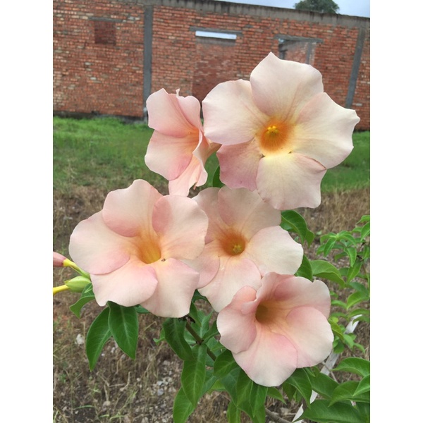 Pokok Bunga Alamanda / Alamanda Flower Real Plant | Shopee Malaysia