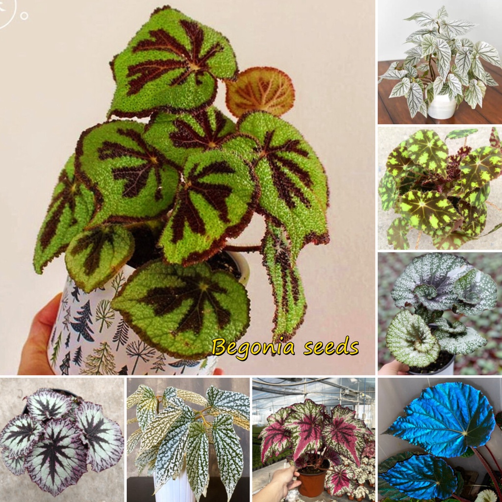 Begonia Seeds / Hosta Plantaginea Seeds Color Snail Begonia Plants ...