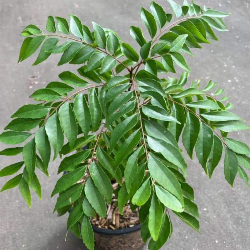 KKB Pokok Kari Daun Nipis, Curry Plant | Shopee Malaysia