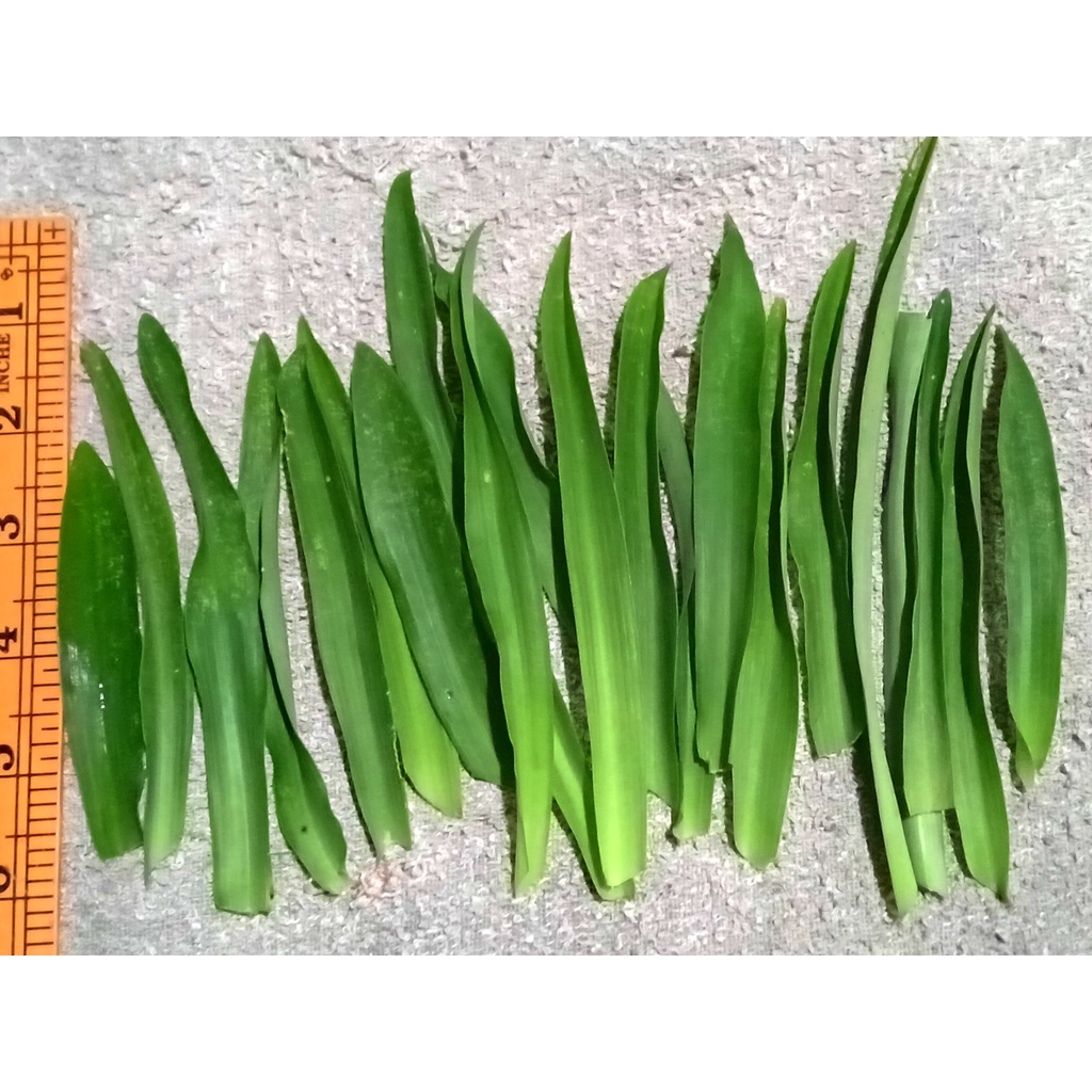 Rumput BEIJING Beijing Grass 30g - 80 gram daun segar matang...herba ...