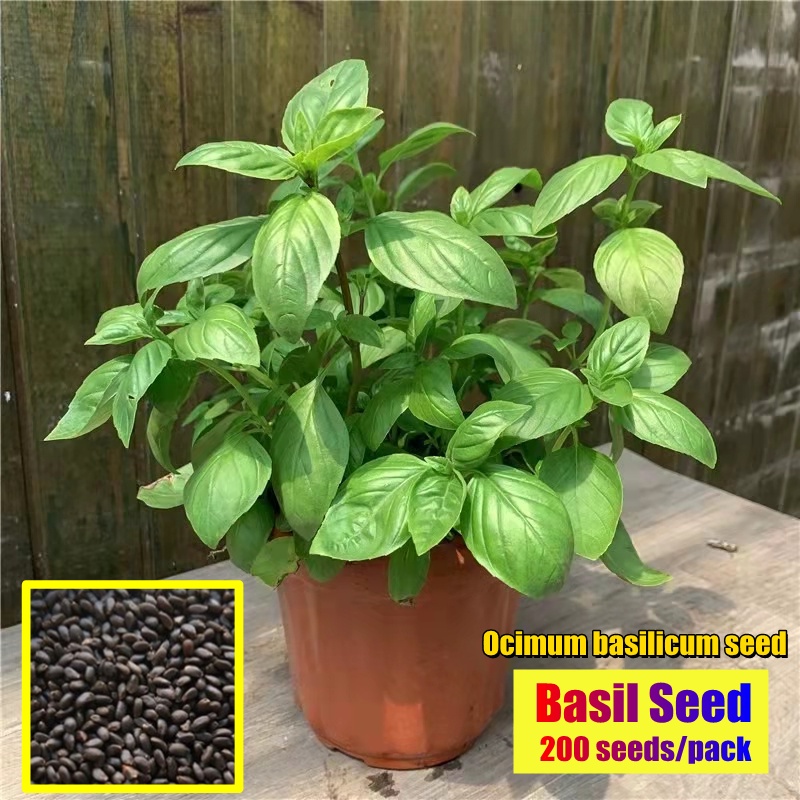 20pcs Organic Basil Seeds Sulit Seed Culinary Herb Seeds Benih Sayur ...