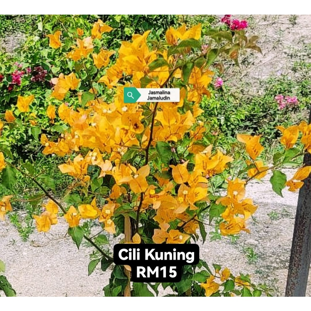 Bunga Kertas Bougainvillea Cili Kuning | Shopee Malaysia