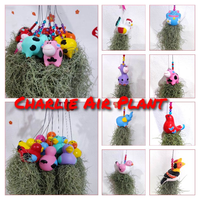 CP🍃 Pokok Gantung ️Janggut Adam ️Haiwan Comel ️Live Plant ️Pokok Moss ...