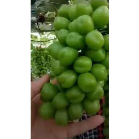POKOK ANGGUR YAMANSHI SHINE MUSCAT (usia pokok 8 BULAN -1 tahun ...