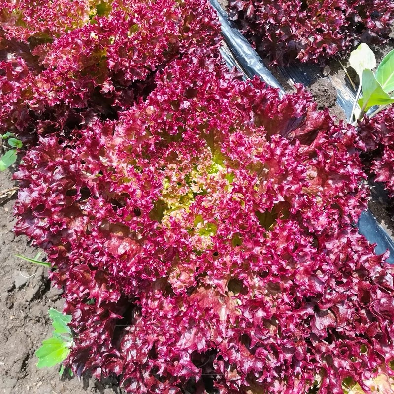Red Purple Lettuce Lolla Rossa 500± Seed Biji Benih Coral Salad