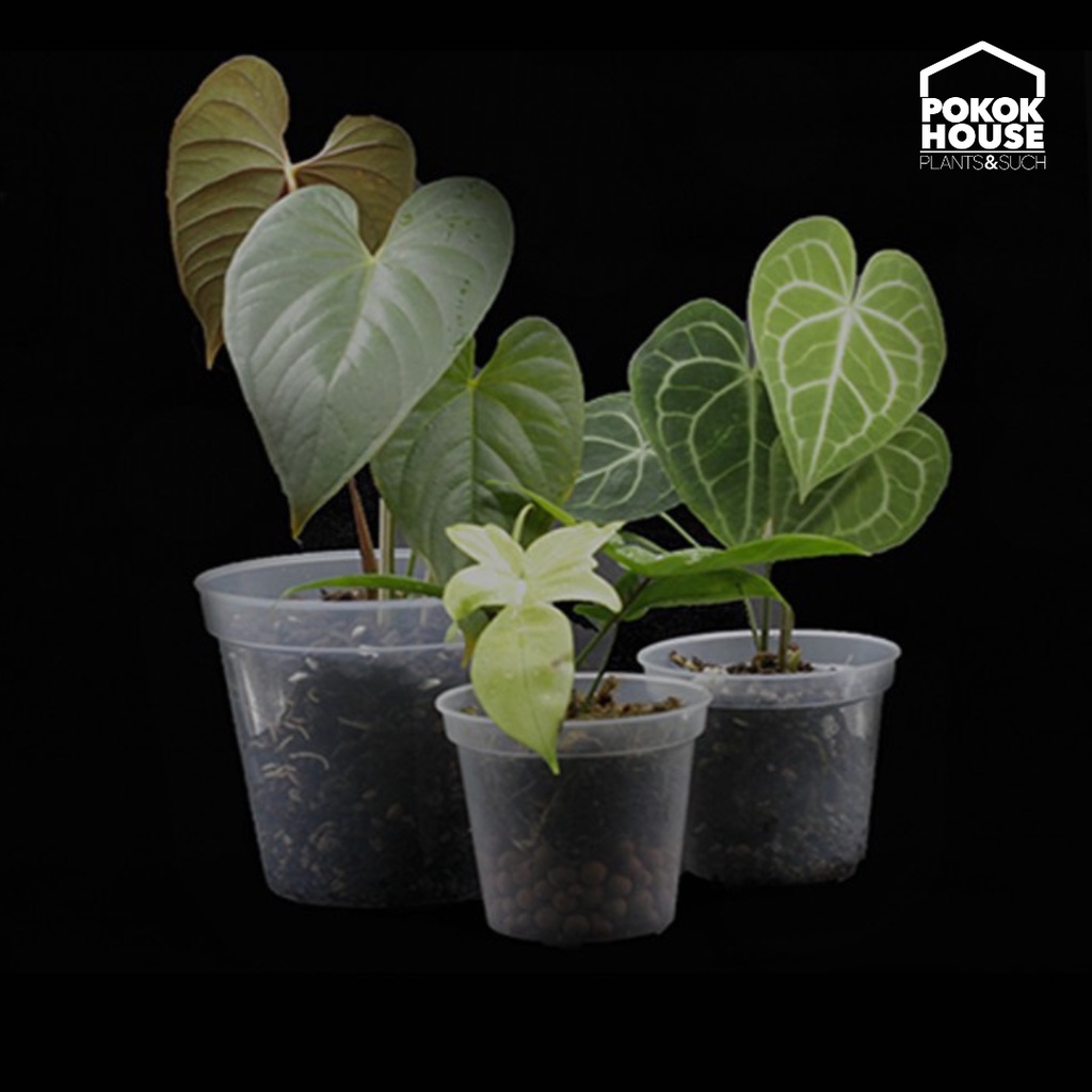 Transparent pot - pasu plastik lutsinar (translucent material for plant ...