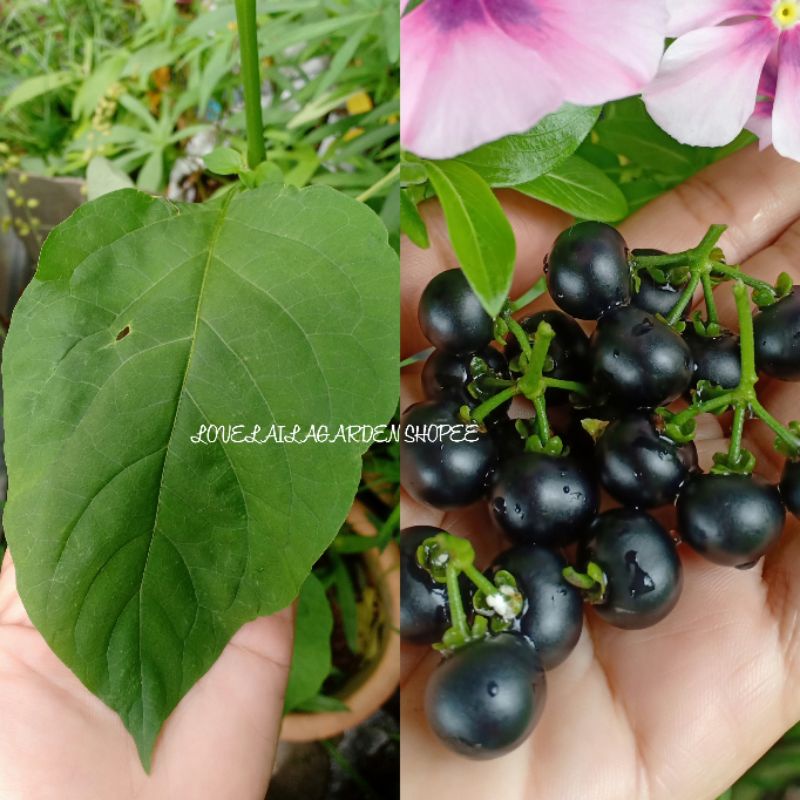 MERANTI GIANT •100 BIJI BENIH •RARE SEED• | Shopee Malaysia