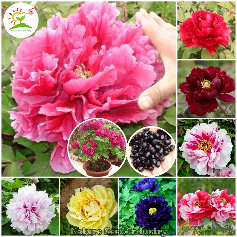 Mixed Color Peony Flower Seeds for Planting (5 seeds/pack, Suitable for ...