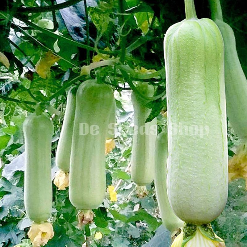 Benih Petola Bulat Putih 6pcs/White Luffa/白玉丝瓜籽 | Shopee Malaysia