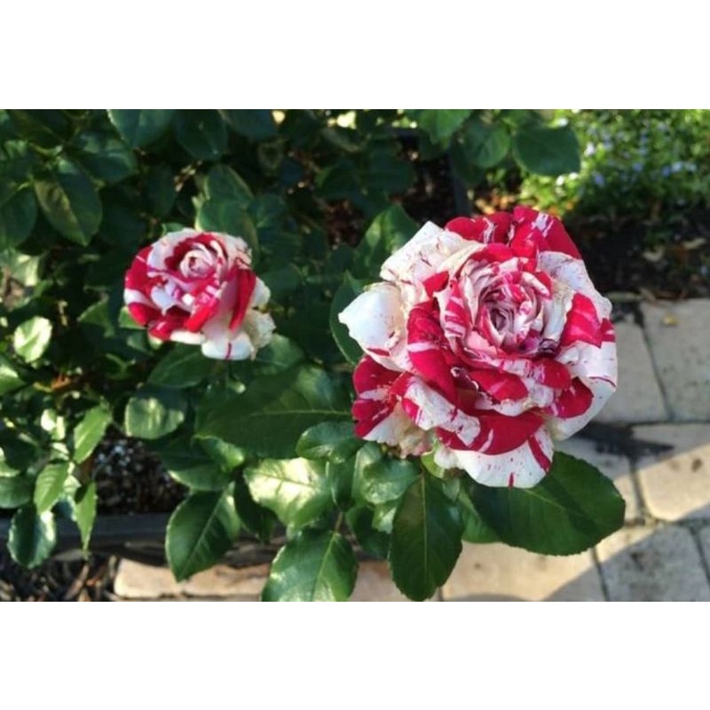 POKOK BUNGA ROSE ID JULIO IGLESIAS SETINGGI 2 KAKI LEBIH | Shopee Malaysia