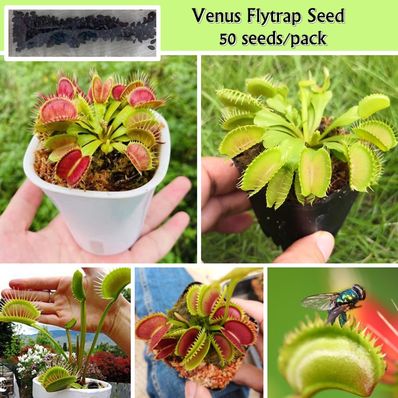 Venus Flytrap Seed for Sale (50 Seeds) Carnivorous Plants Seed Pitcher Plant Air Flower Seeds ...