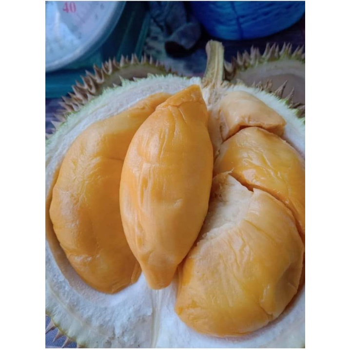 ANAK BENIH POKOK DURIAN KLON DZ9 (CLONE RARE) | Shopee Malaysia