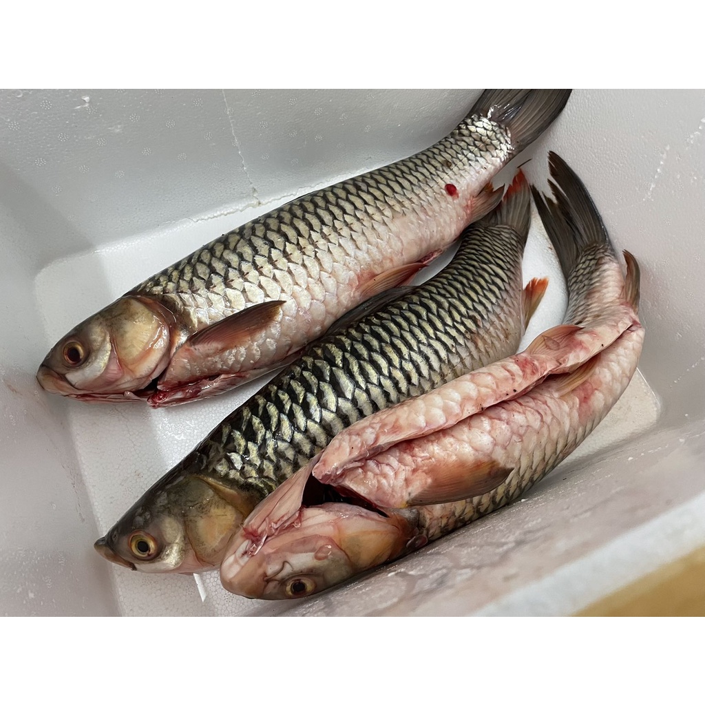 FRESH FROZEN Wild Sultan Fish/ ikan jelawat / 野生红尾苏丹鱼 1.2-1.3kg ...