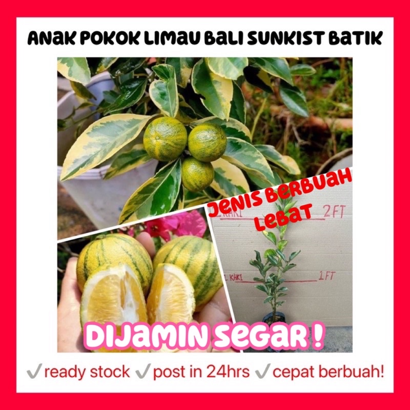 Rina • anak pokok limau bali sunkist batik • fruit sapling malaysia ...