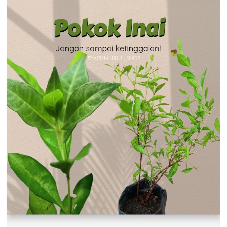 pokok inai (nama botaninya Lawsonia inermis) | Shopee Malaysia