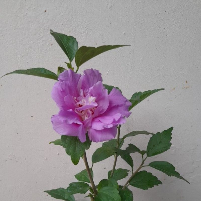Pokok bunga raya ungu, purple / hibiscus plant purple | Shopee Malaysia