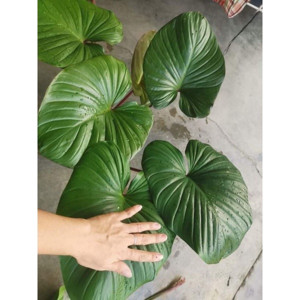 Anak Pokok Keladi Kemoyang Merah Murah Pokok Hidup Keladi Murah ...