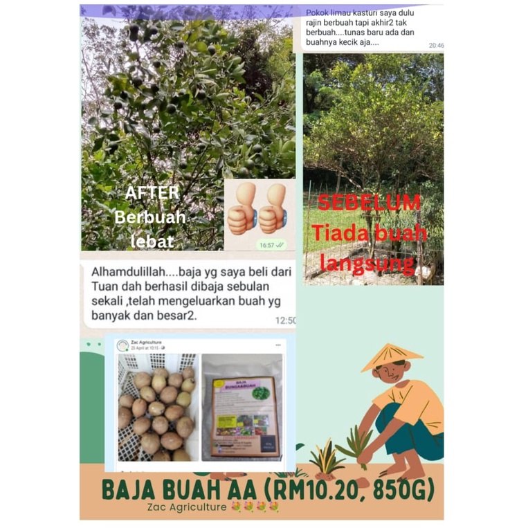 BAJA BUNGA BUAH ZAC AA CONFIRM BERBUAH LEKAT sebulan sekali BAJA ...