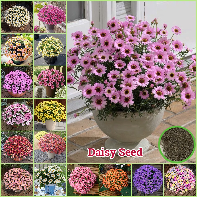 Daisy Seeds (20pcs/Pack) Benih Bunga Bonsai Seeds for Planting Flowers ...