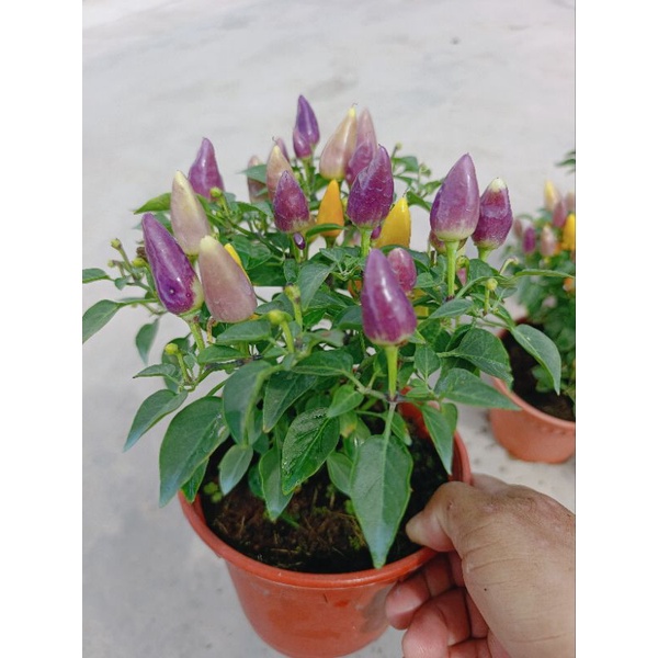Happi GO 1Pot Chili Purple 紫辣椒 (Live Plant) | Shopee Malaysia