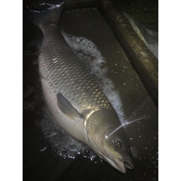 FRESH FROZEN WILD GRASS CARP FISH from PASIR PUTEH , KELANTAN / 鲩鱼 ...
