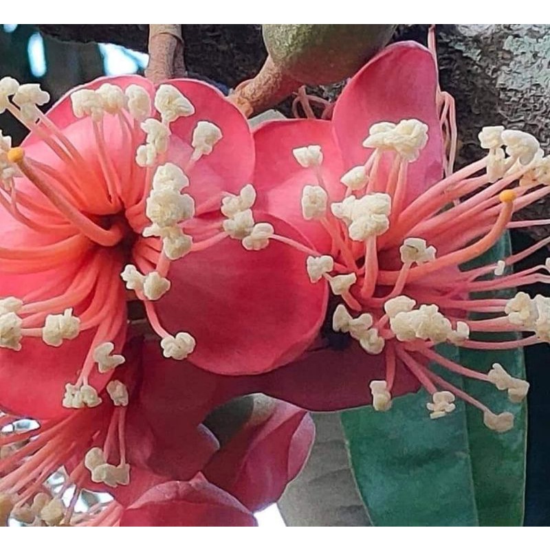 ANAK POKOK DURIAN JP PAK LAH - JAWI PEKAN PAK LAH | Shopee Malaysia