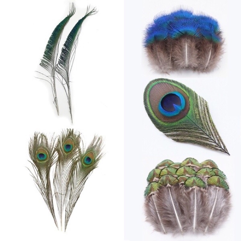 natural peacock feather 5 pieces burung merak bulu haiwan spiritual ...