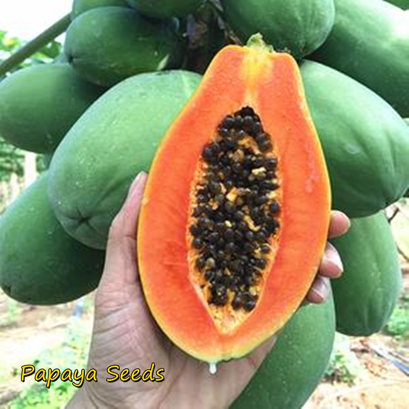 10-15pcs Maradol Papaya Seeds Benih Pokok Buah Vegetable Fruit Tree ...