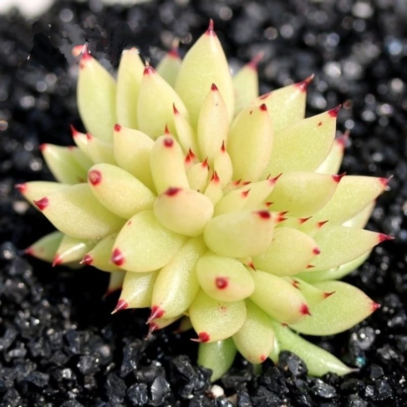 WAF Imported rare succulent Echeveria Agavoides Maria Crested 虎鲸/黄金玛亚缀 with 55mm pot direct from ...