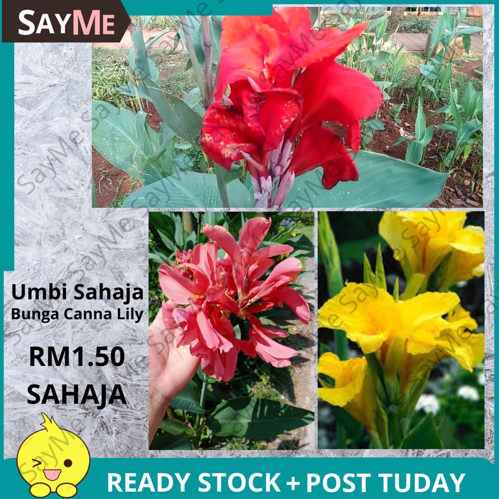 [READY STOCK] Umbi Pokok Sahaja Umbi Pokok Pokok HidupTanaman Hias ...
