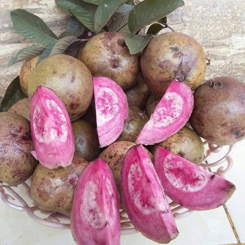 Jambu ungu Pokok tut Boleh tanam dalam pasu | Shopee Malaysia