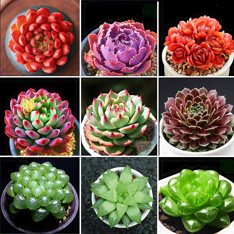 Rare Succulent Plant Seeds for Planting 100pcs Mixed Varieties Bonsai ...
