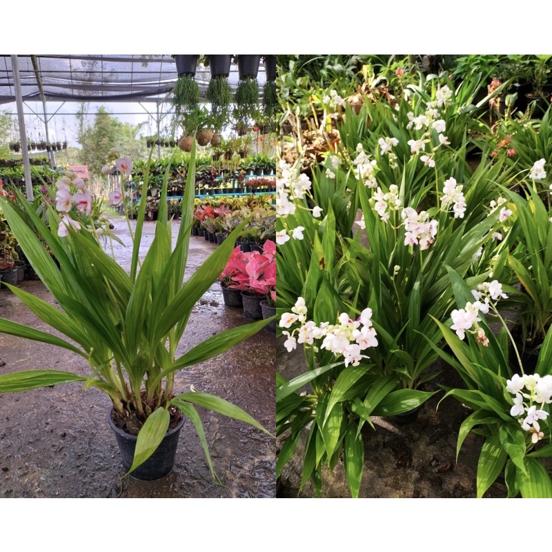 Orkid pinang ( spathoglottis Orchid ) murah thai (Random) | Shopee Malaysia